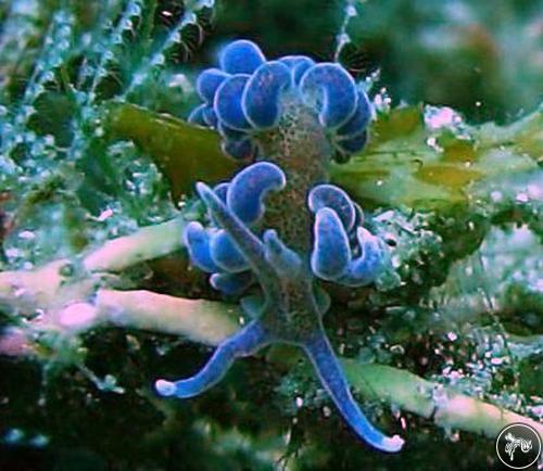 Phyllodesmium macphersonae (Burn, 1962) » Nudi Pixel