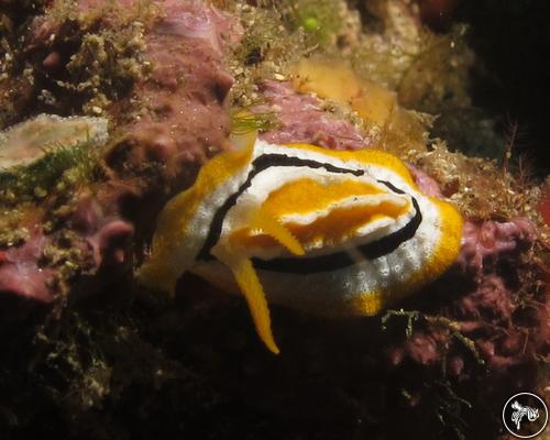 Phyllidia monacha Yonow, 1986 » Nudi Pixel