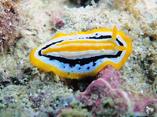 Phyllidia monacha Yonow, 1986 » Nudi Pixel