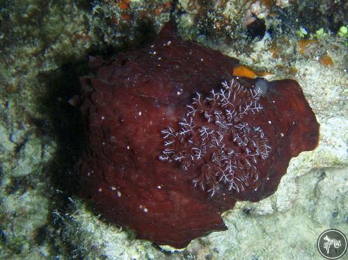 Asteronotus hepaticus null » Nudi Pixel